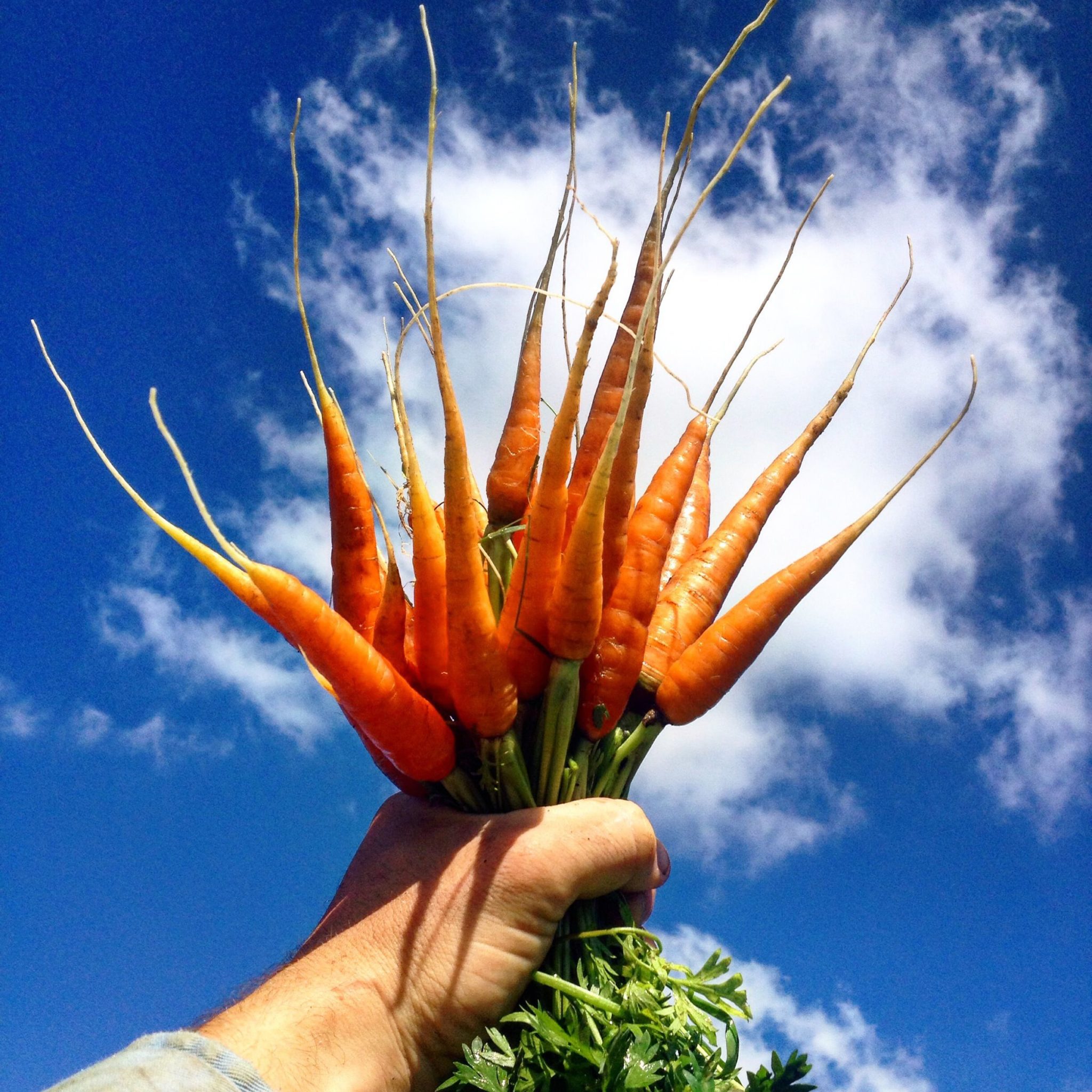 green volunteer opportunities in urban settings to improve local food ...